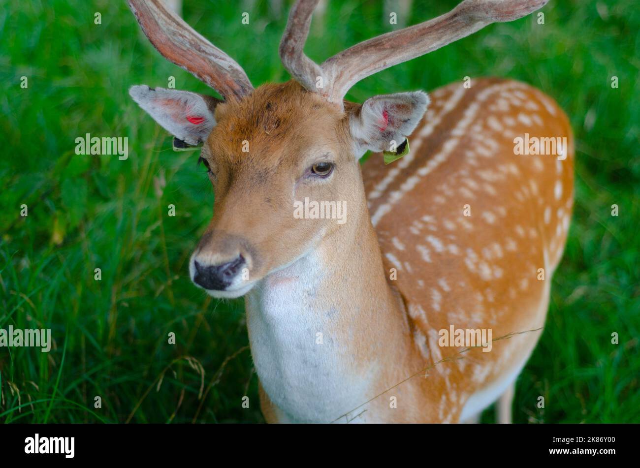 Fallow Deer buck with growing antlers in an open forest at a Dublin ...