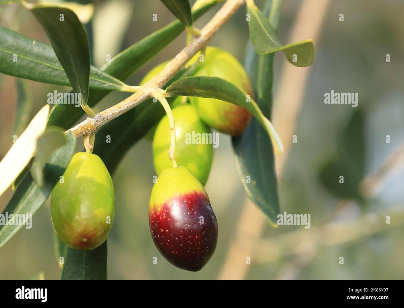 Olives on tree, fresh and healthy fruit, ready for harvest Stock Photo ...
