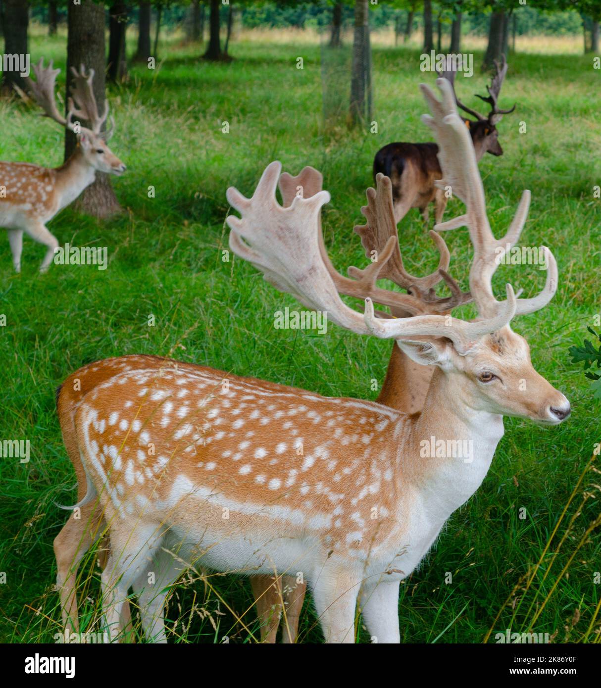 Fallow Deer buck with growing antlers in an open forest at a Dublin ...