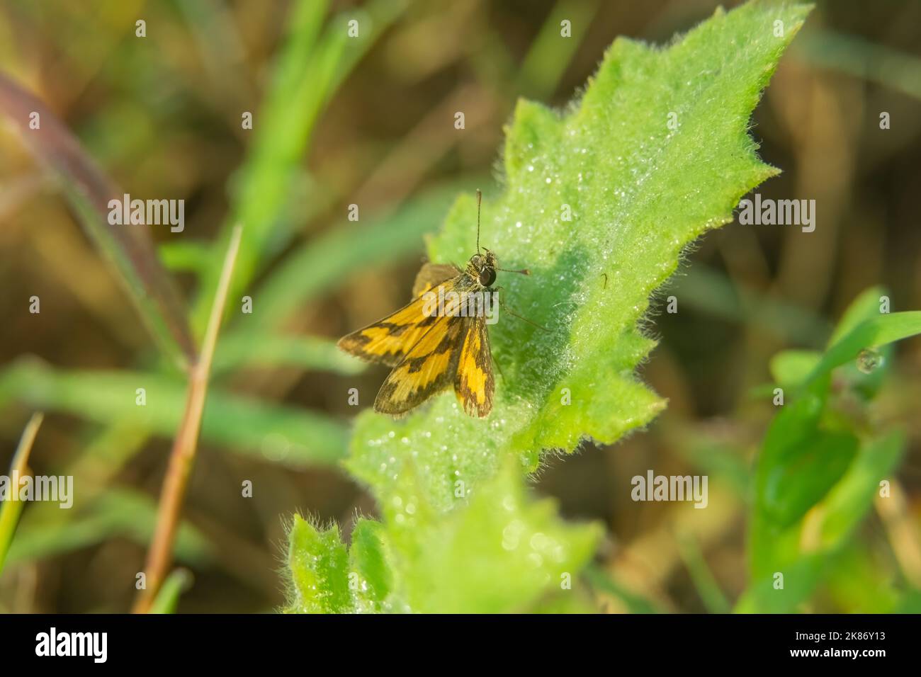 Lesser dart butterfly hi-res stock photography and images - Alamy