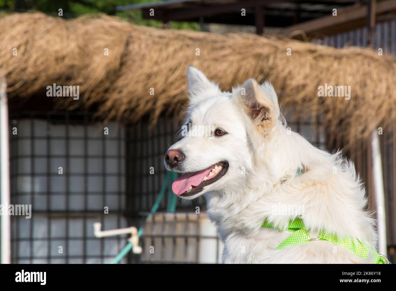 White swiss Shepard, white dog portrait and sunlight Stock Photo - Alamy