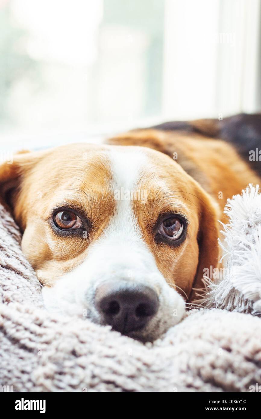 Portrait of a tricolour Beagle, resting his head on his comfortable bed ...