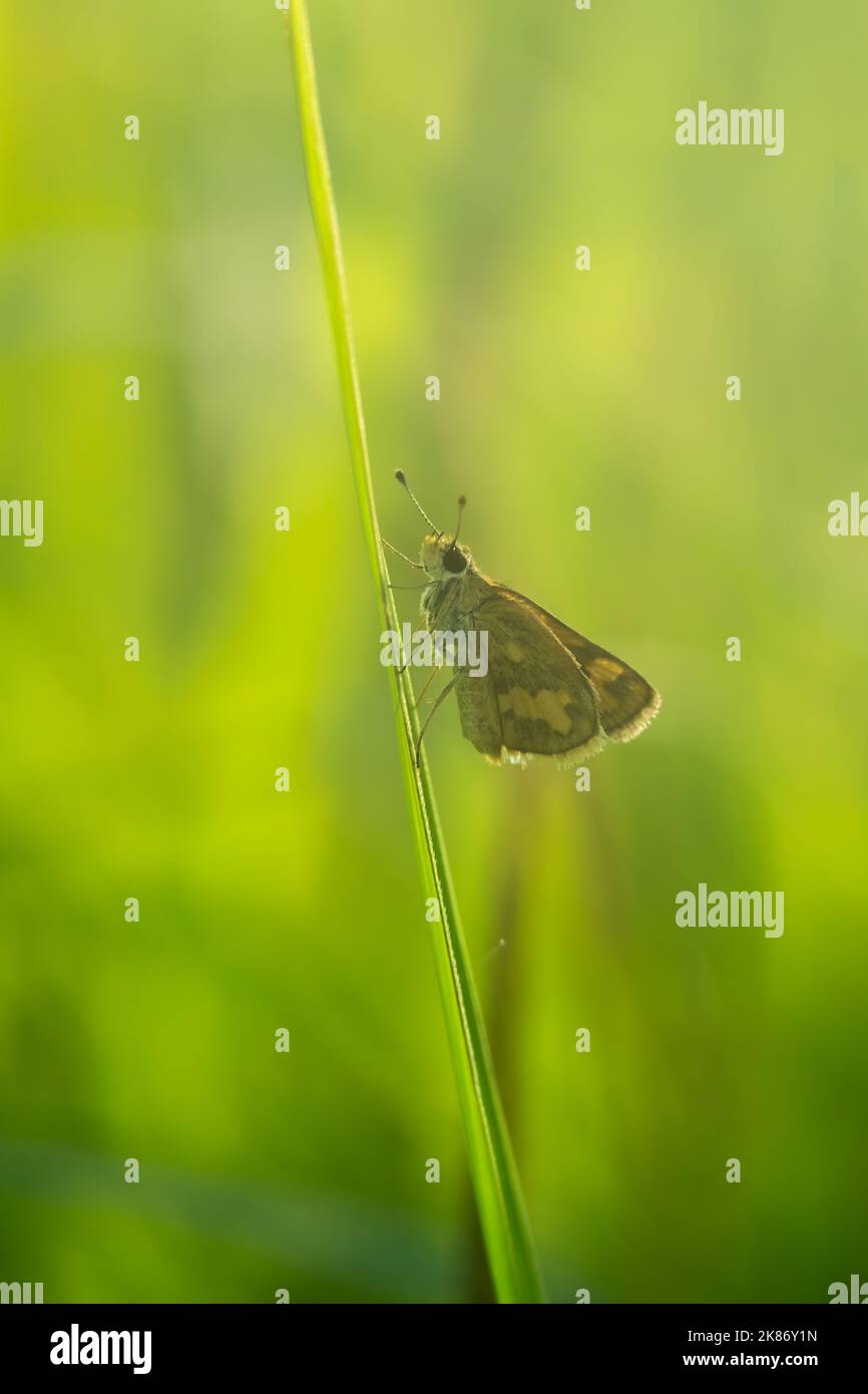 Lesser dart hi-res stock photography and images - Alamy