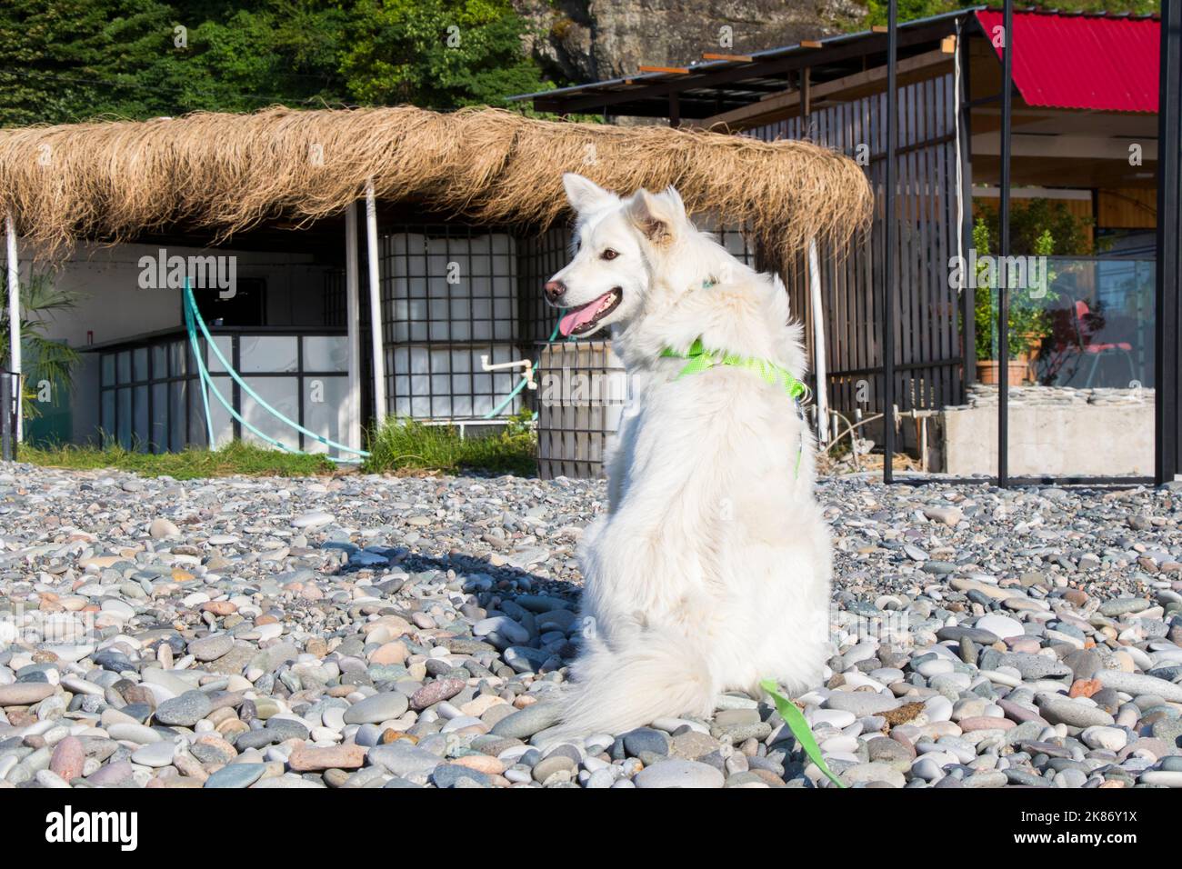 White swiss Shepard, white dog portrait and sunlight Stock Photo - Alamy