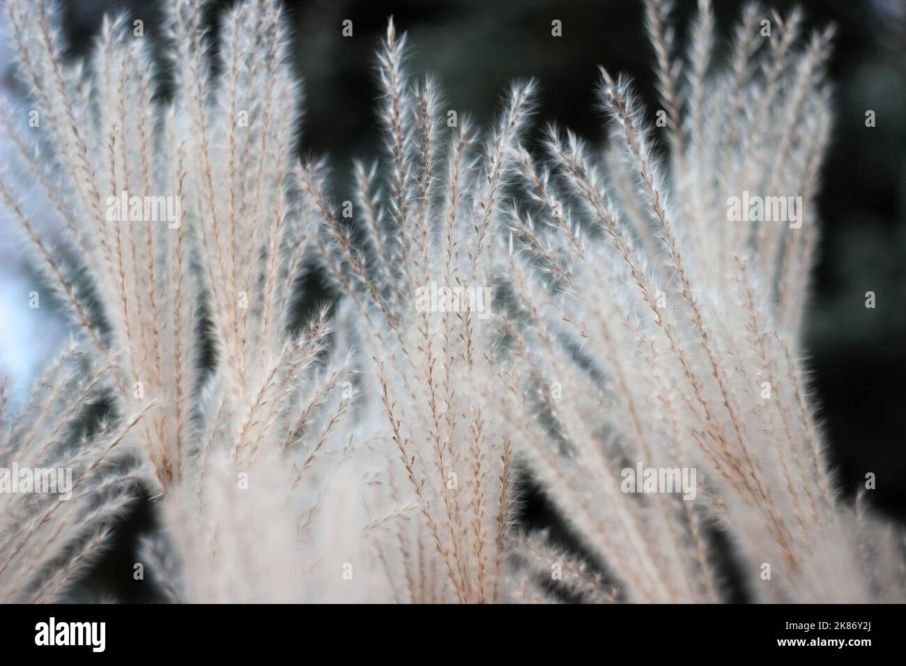 Blurred Bokeh Nature Background with Wild Dry Grass on Wind. Beautiful ...