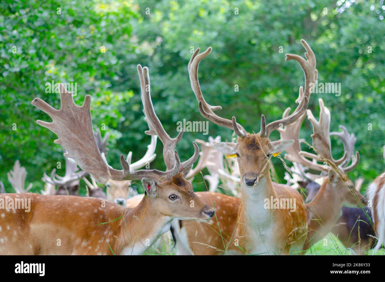 Fallow Deer buck with growing antlers in an open forest at a Dublin ...