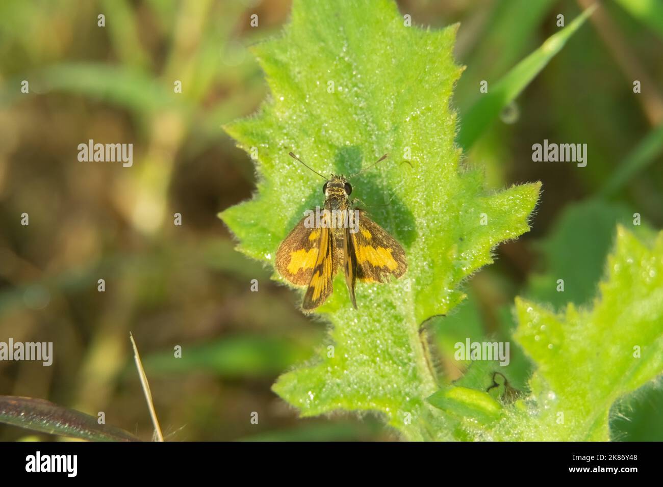 Lesser dart butterfly hi-res stock photography and images - Alamy