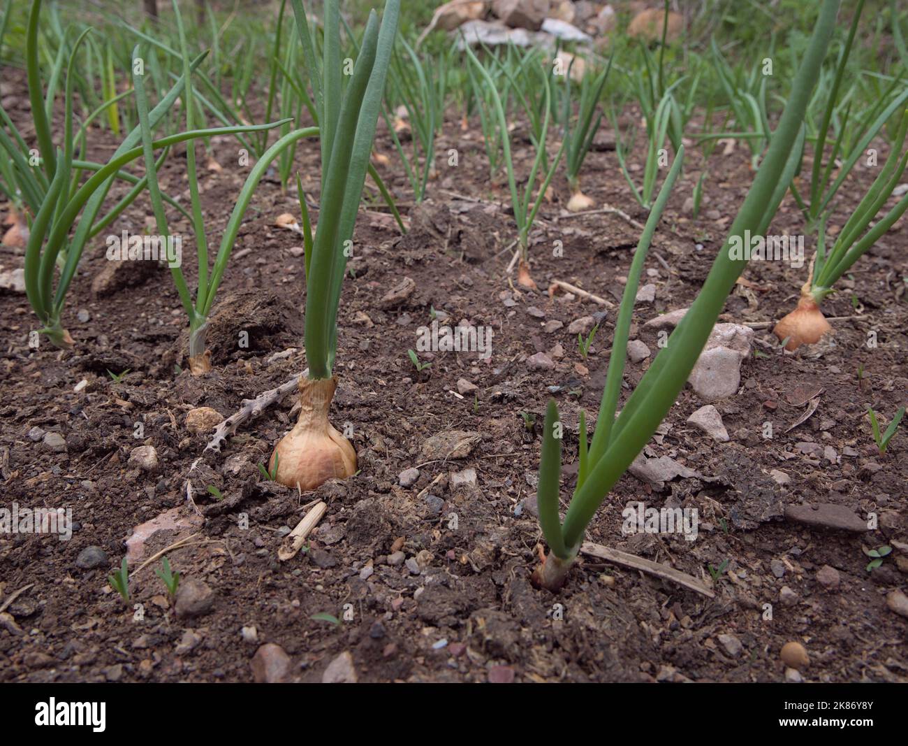 Isolated planted fresh onions in farm with its leaves and head Stock ...