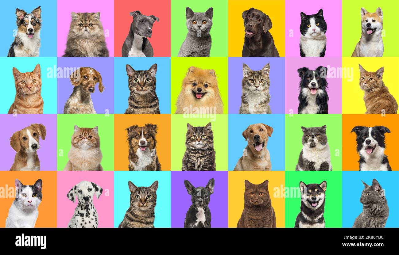 Collage of multiple headshot photos of dogs and cats on a multicolored ...