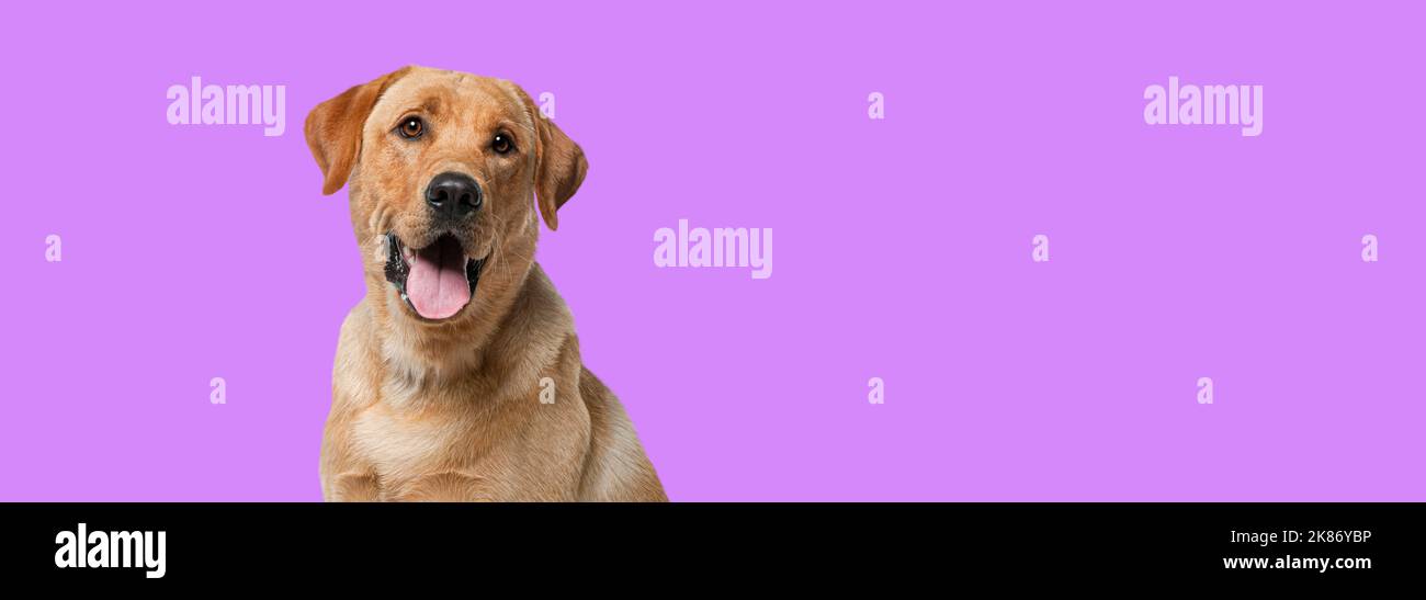 Labrador retriever dog panting in front of pink background Stock Photo ...
