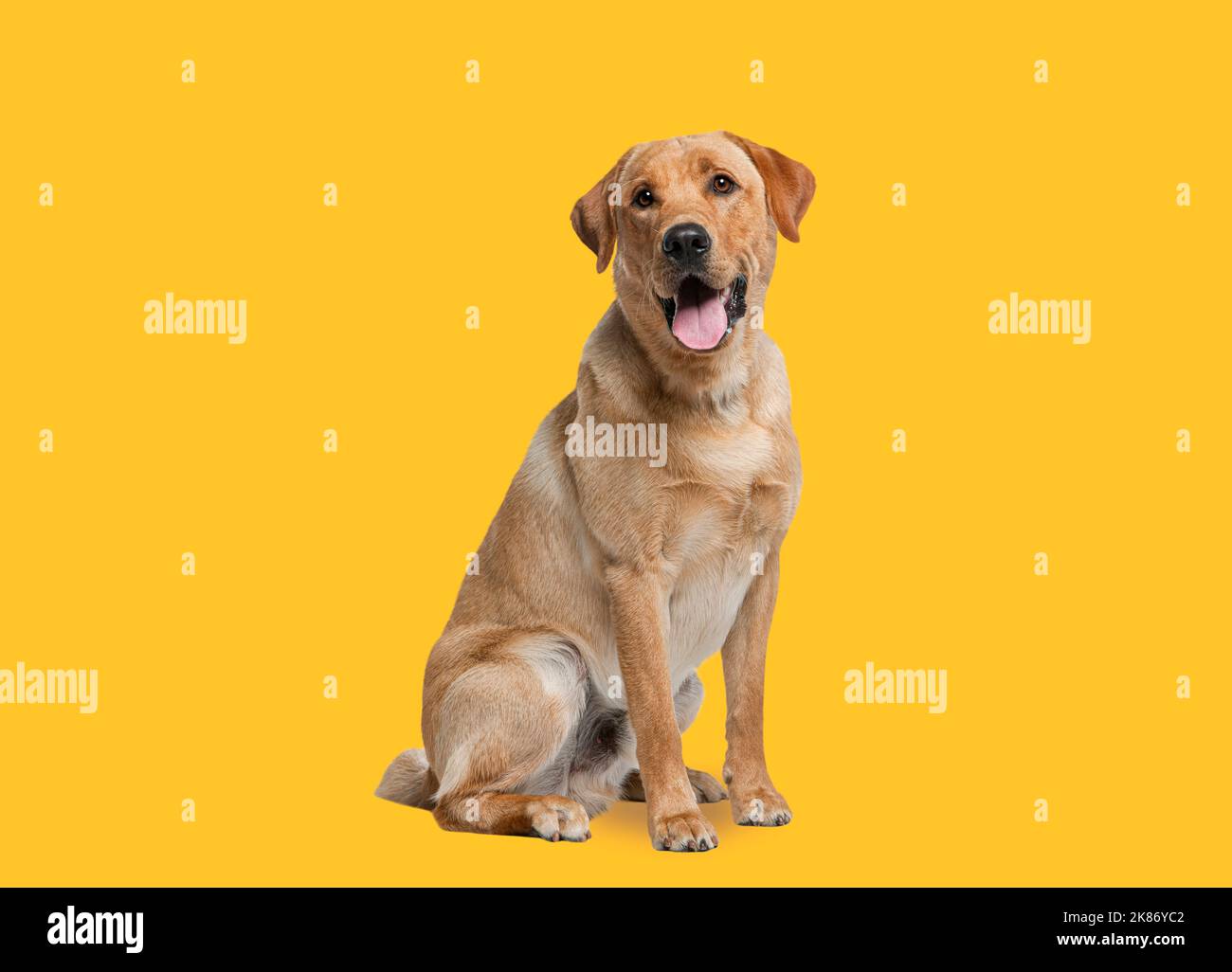 Labrador retriever dog panting and sitting in front of dark yellow ...