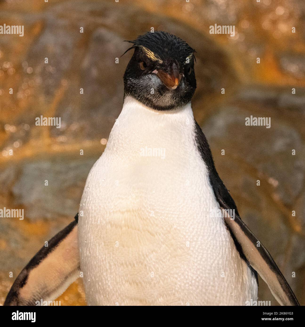 A closeup shot of a cute Southern rockhopper penguin Stock Photo - Alamy