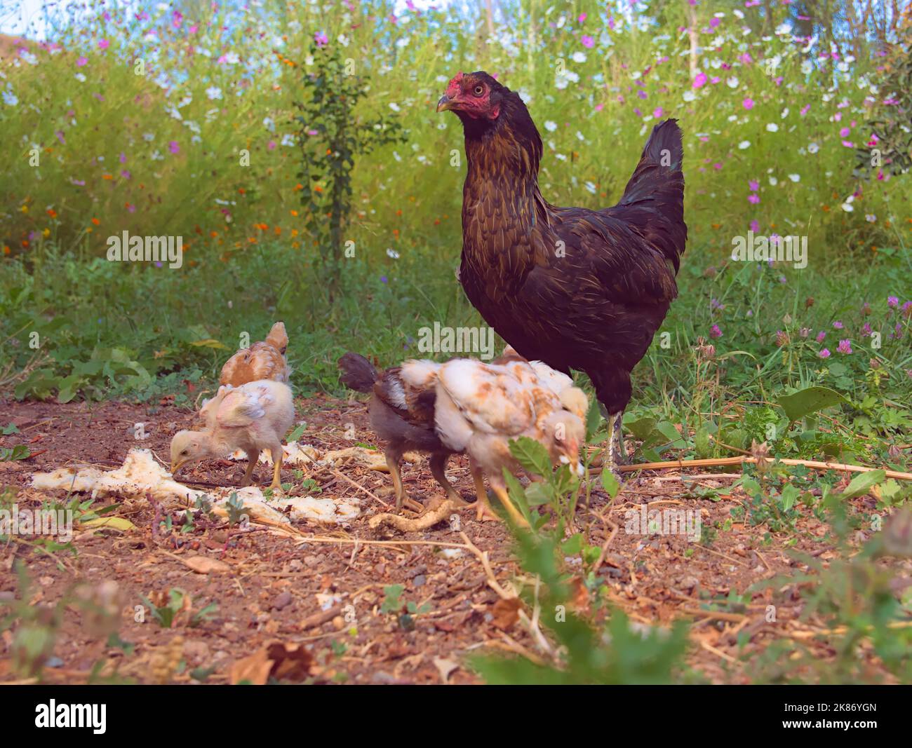 Group chicken eating grass hi-res stock photography and images - Alamy