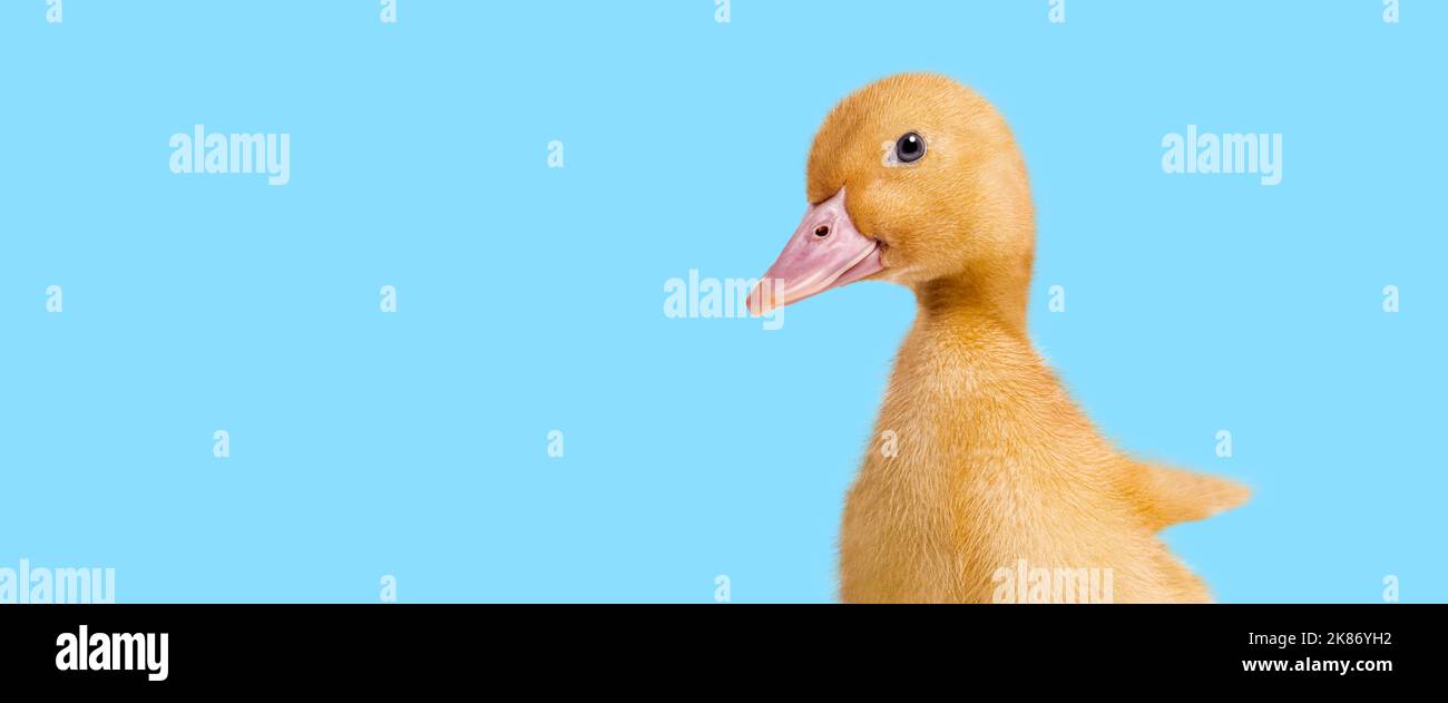 Duck facing camera hi-res stock photography and images - Alamy