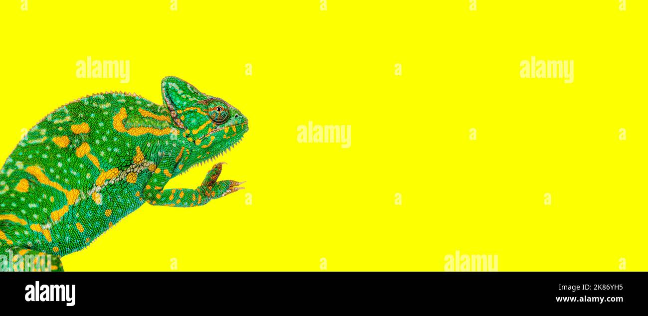 Side view Yemen chameleon on hind legs, Chamaeleo calyptratus, isolated ...