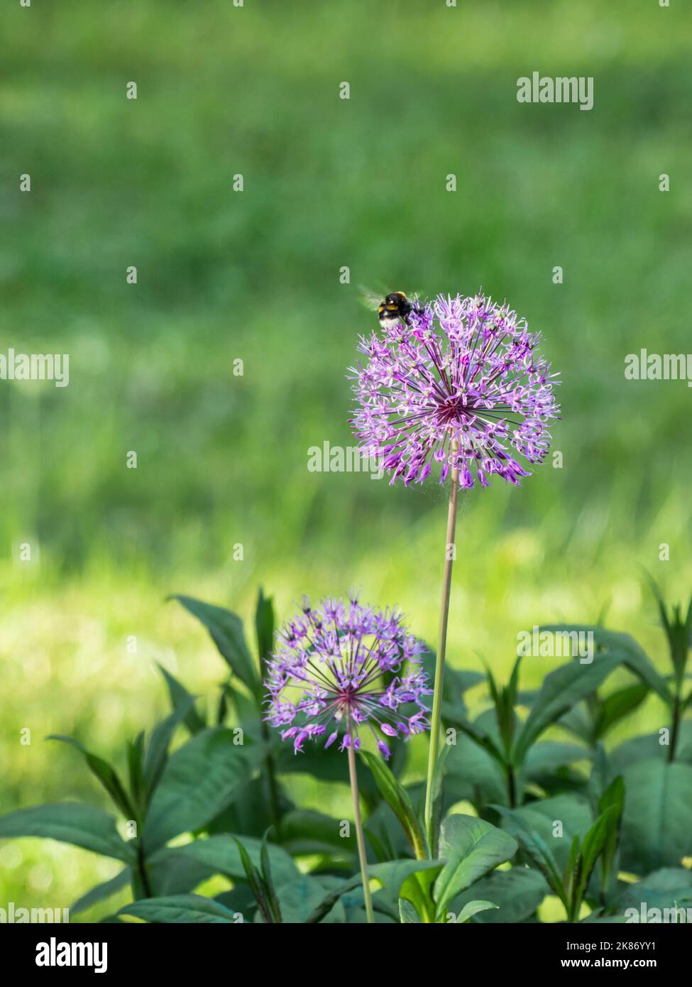 Bumblebee collects pollen from purple cultivated Allium. Natural summer ...