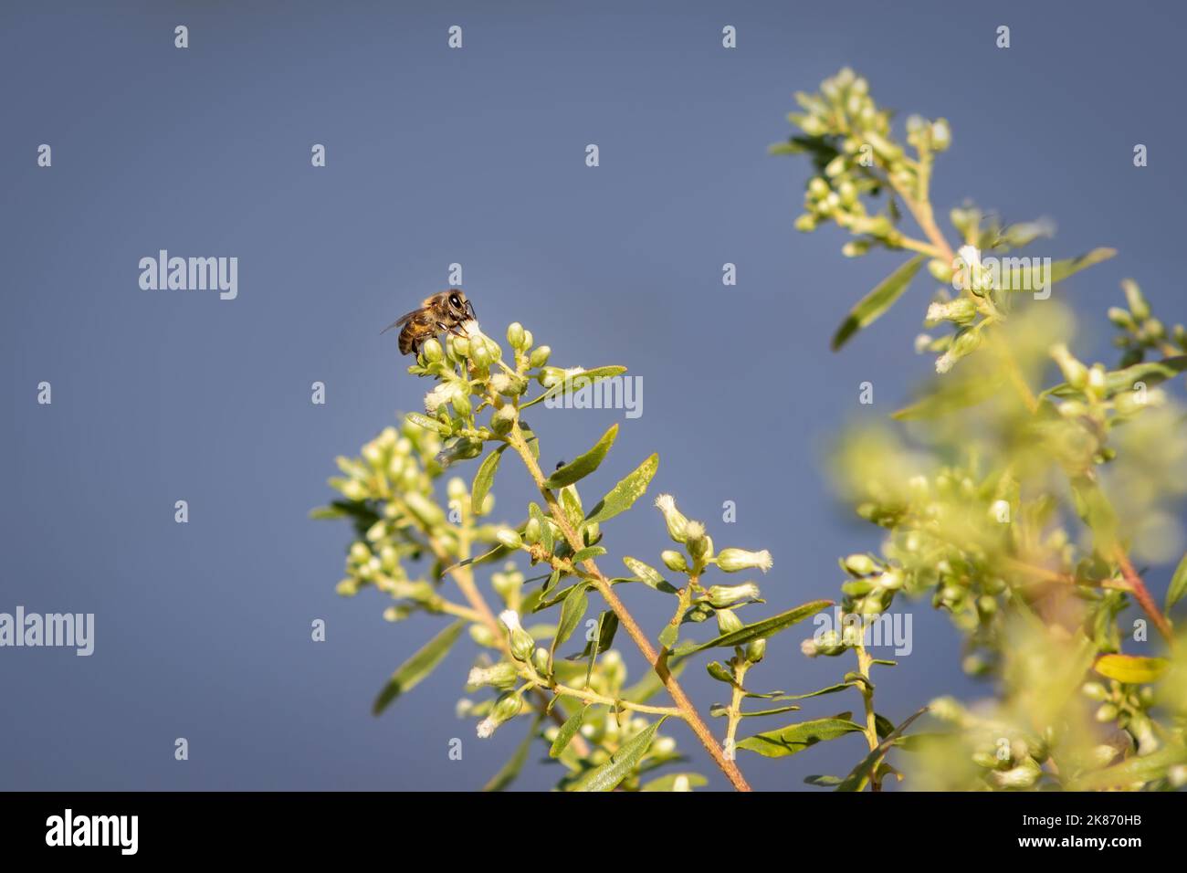 honey bee, an endangered species fundamental to the balance of the ...