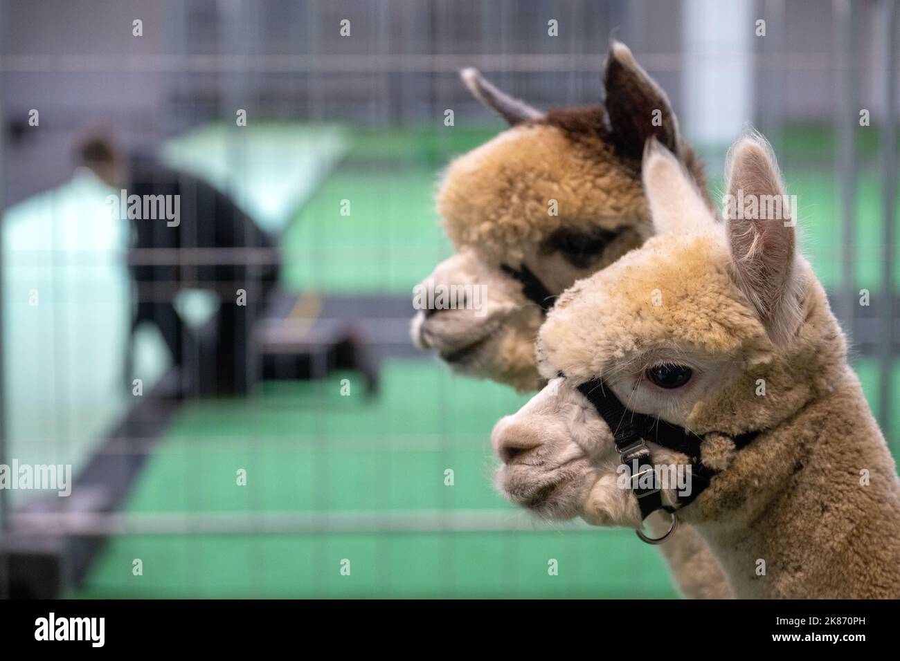 Ulm, Germany. 21st Oct, 2022. Alpacas watch in an exhibition hall as ...