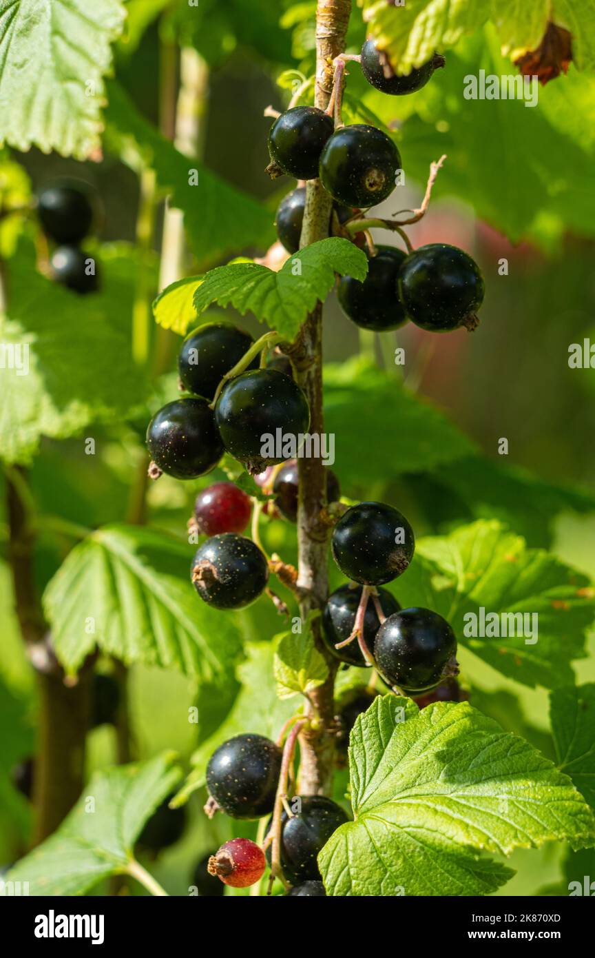 A vertical close-up shot of black currants growing in a garden Stock ...