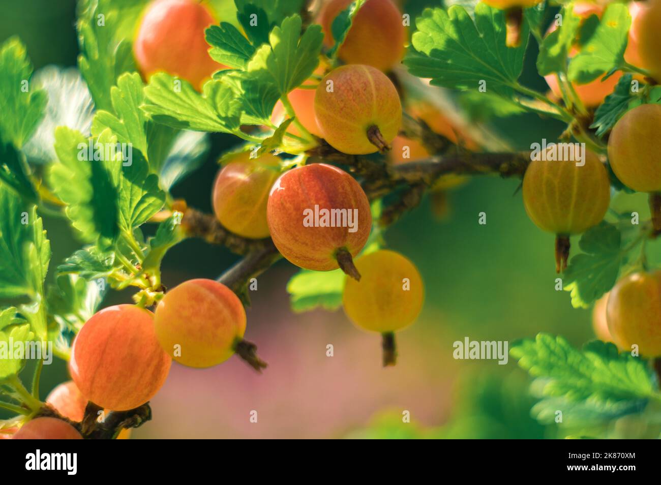 A close-up shot of European gooseberries growing in a garden Stock ...