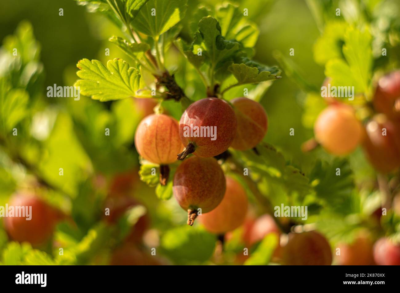 A close-up shot of European gooseberries growing in a garden Stock ...