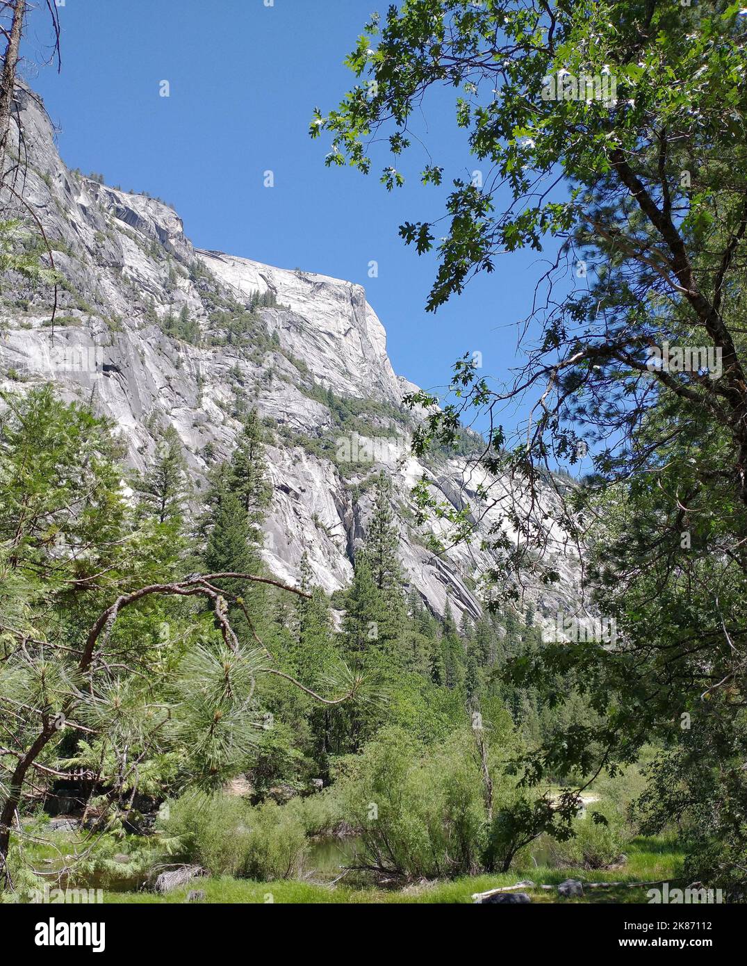 The steep rock formations seen behind green sugar pine trees in ...