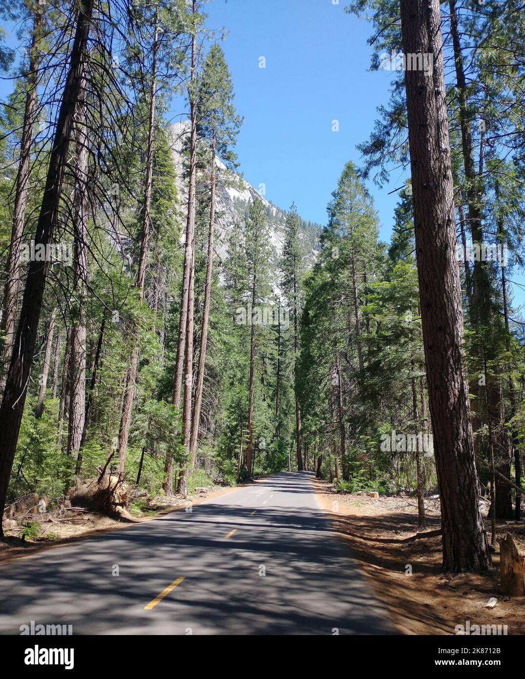 The steep rock formations seen behind green sugar pine trees in ...