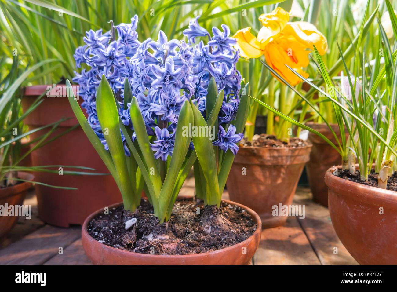Hyacinth flowers makes the way through ground in flower pot. Growing ...