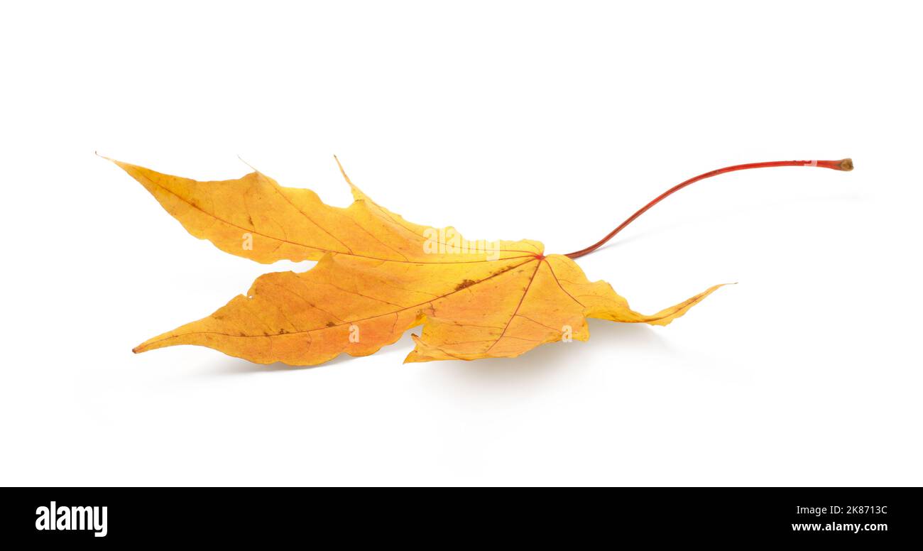 Autumn leaf isolated on white background with shadows, clipping path ...