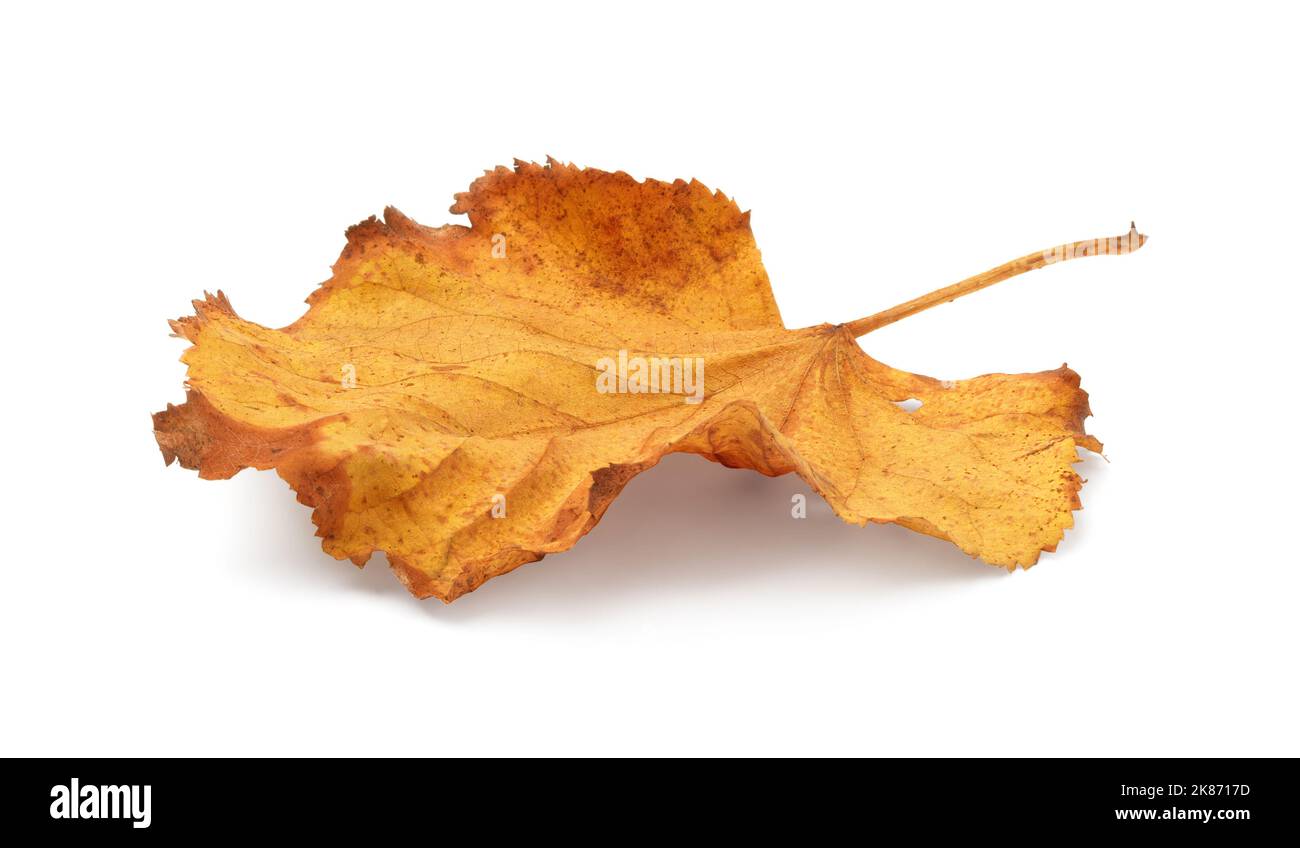Autumn leaf isolated on white background with shadows, clipping path ...