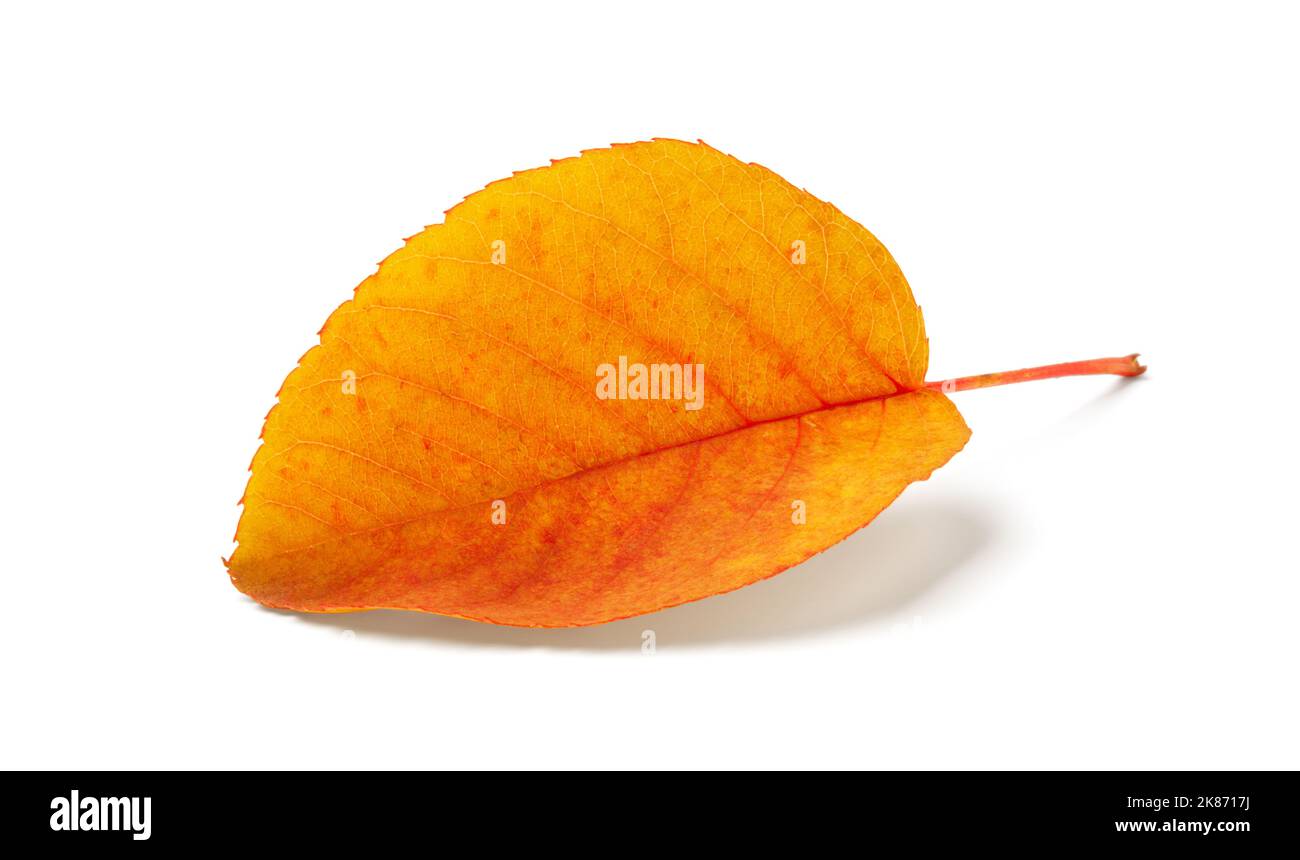 Autumn leaf isolated on white background with shadows, clipping path ...