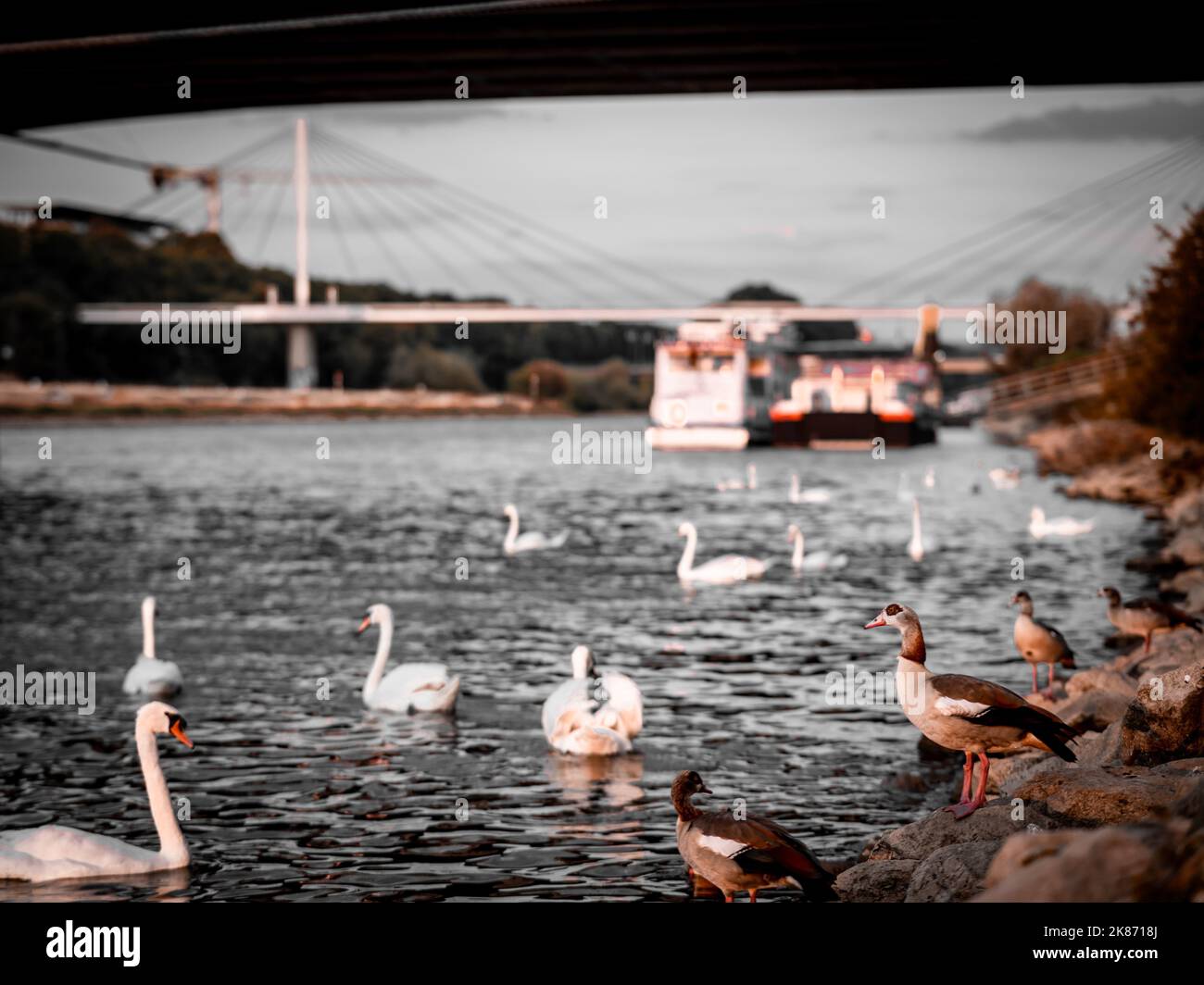 White swan ducks swimming in the river with blur ship and trees on the ...
