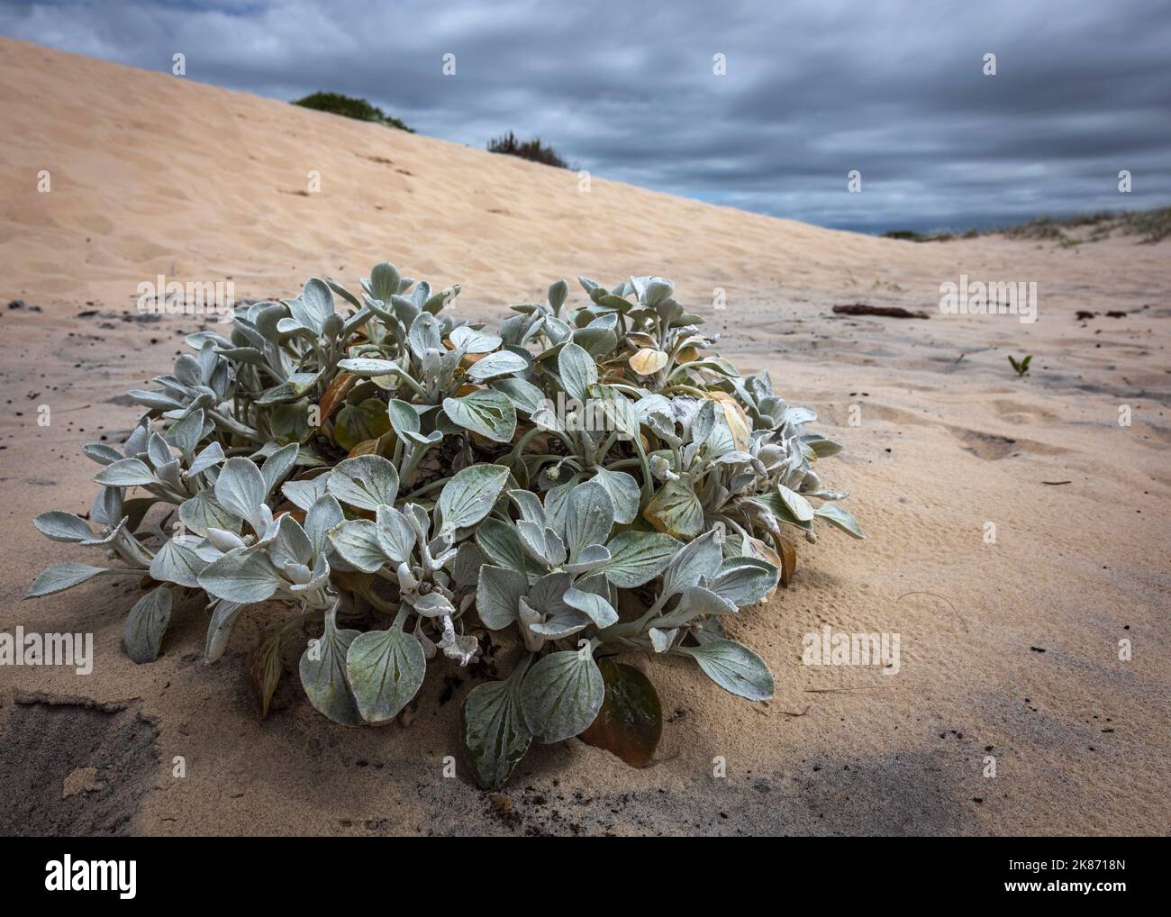 A small green weed plant growing in sand dunes in Hawks Nest, NSW ...