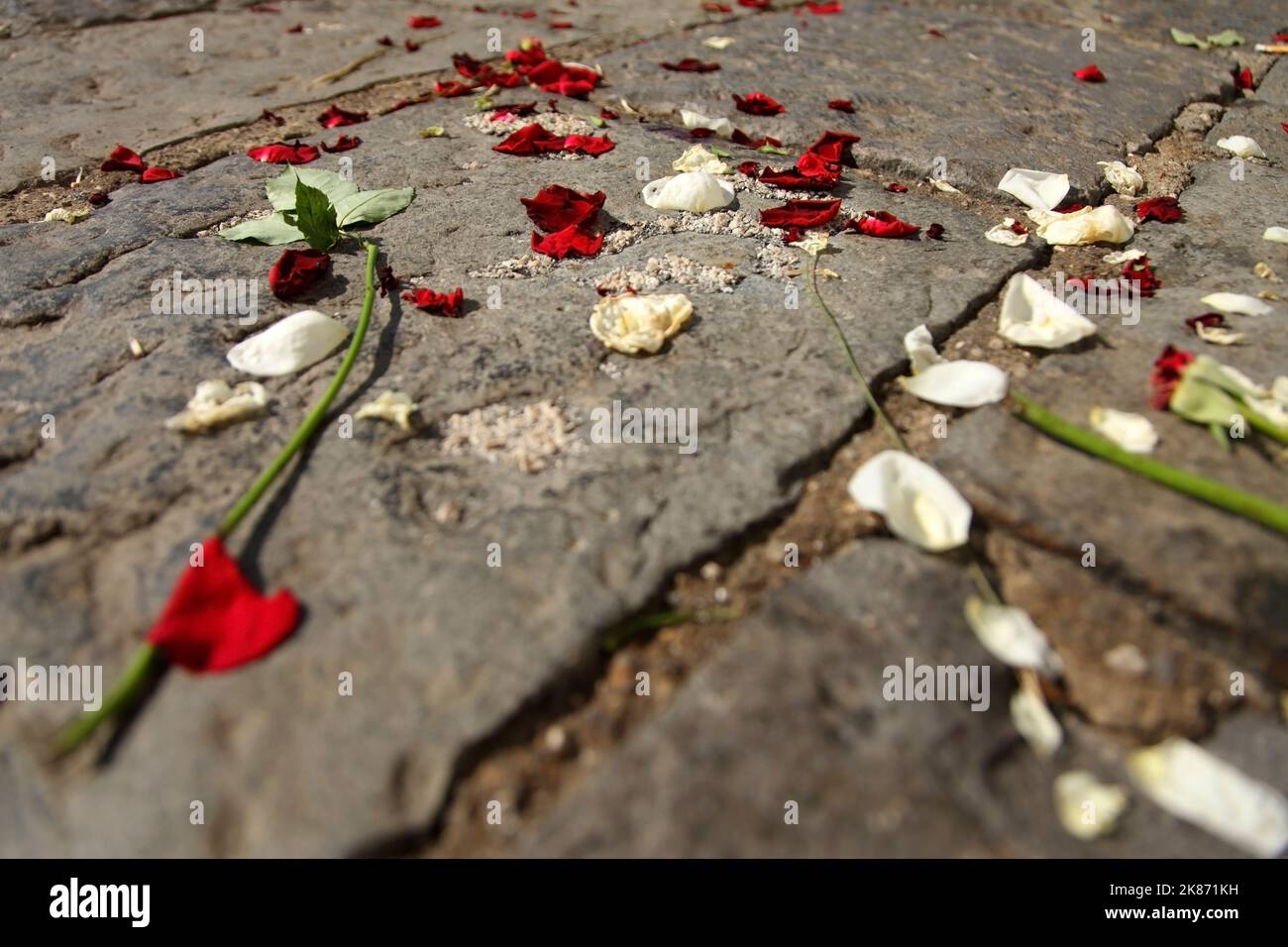 Red and white rose petals on stone footpath Stock Photo - Alamy