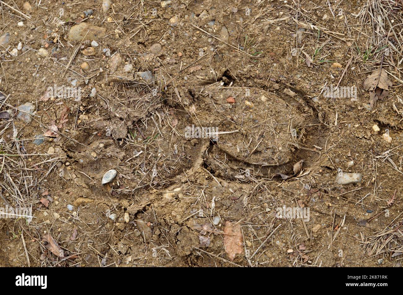 Horse terrain hi-res stock photography and images - Alamy