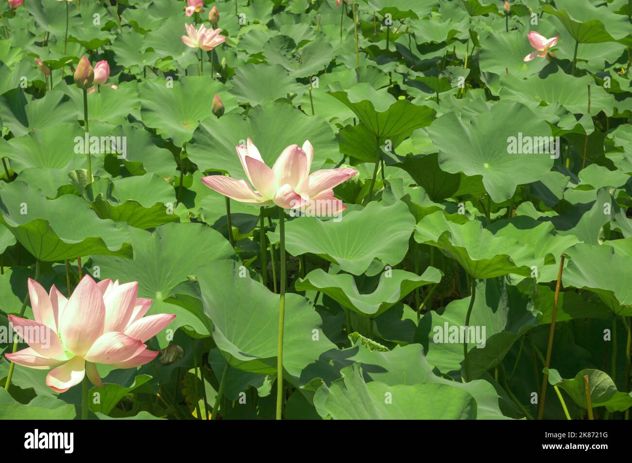 Several pink lotuses with wide green leaves in a garden Stock Photo - Alamy