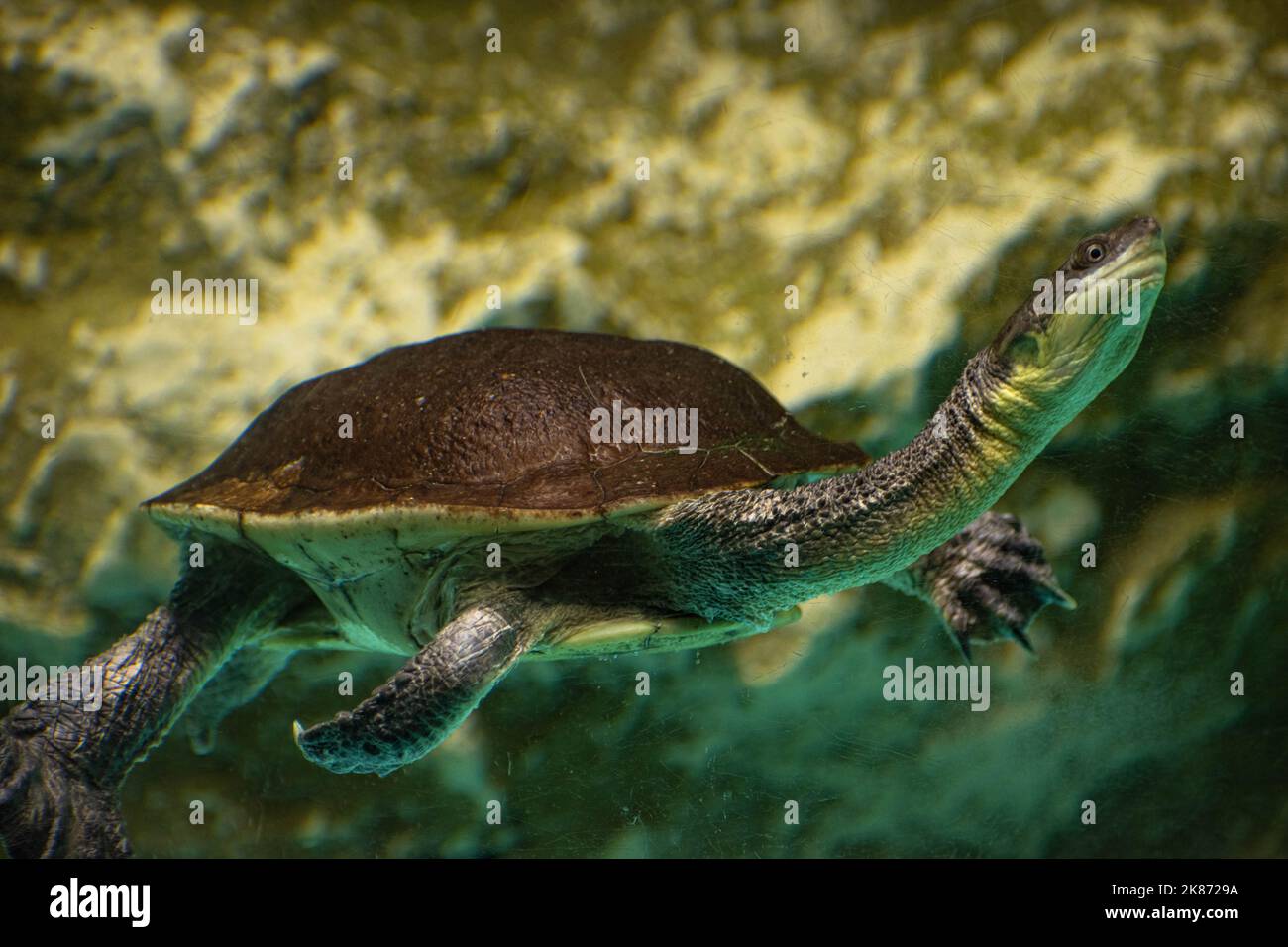 Chelidae hi-res stock photography and images - Alamy