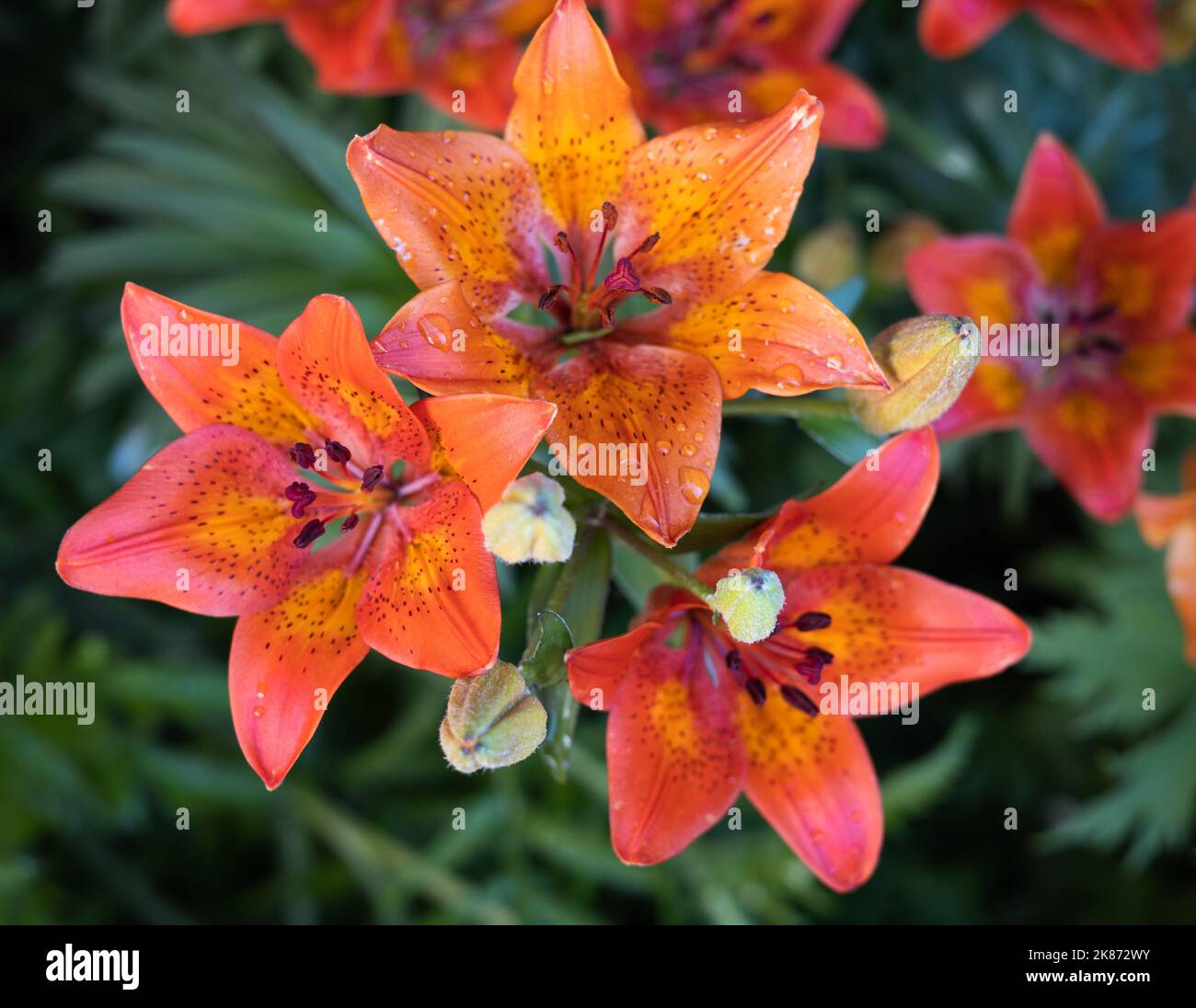A closeup shot of red lilies growing in a garden in daylight Stock ...