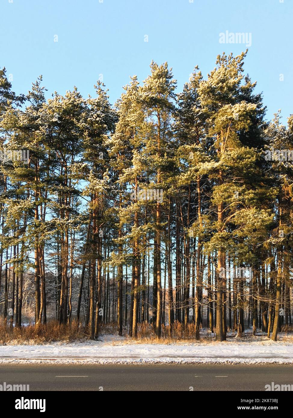 High pine trees grow along countryside road. Rural landscape with trees ...