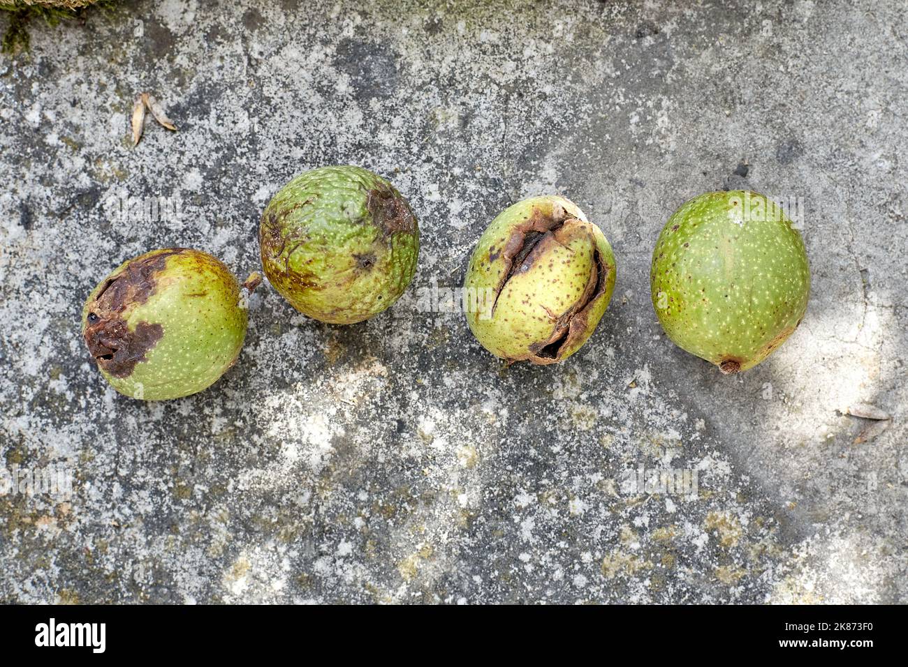 Green nuts on a concrete background Stock Photo - Alamy