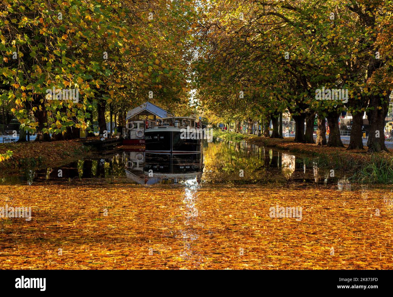 Autumn leaves in waters of Grand Canal, fallen from trees draping over ...