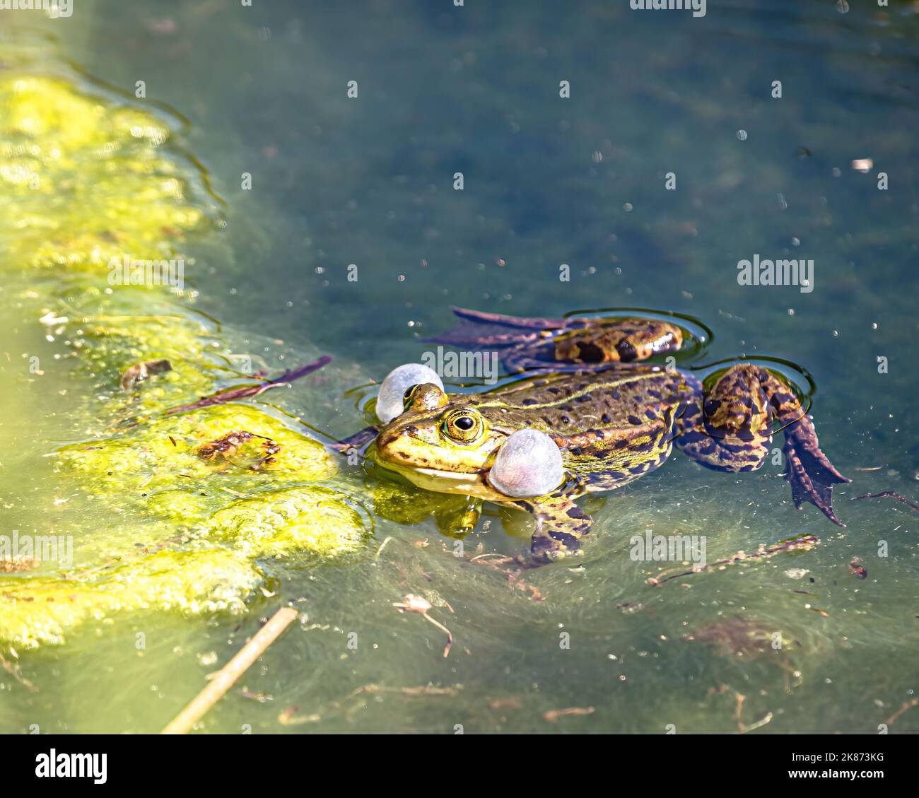 Albanian water frog hi-res stock photography and images - Alamy