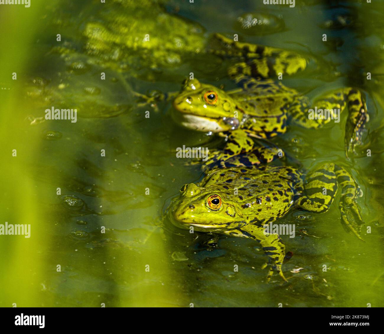 Albanian water frog hi-res stock photography and images - Alamy