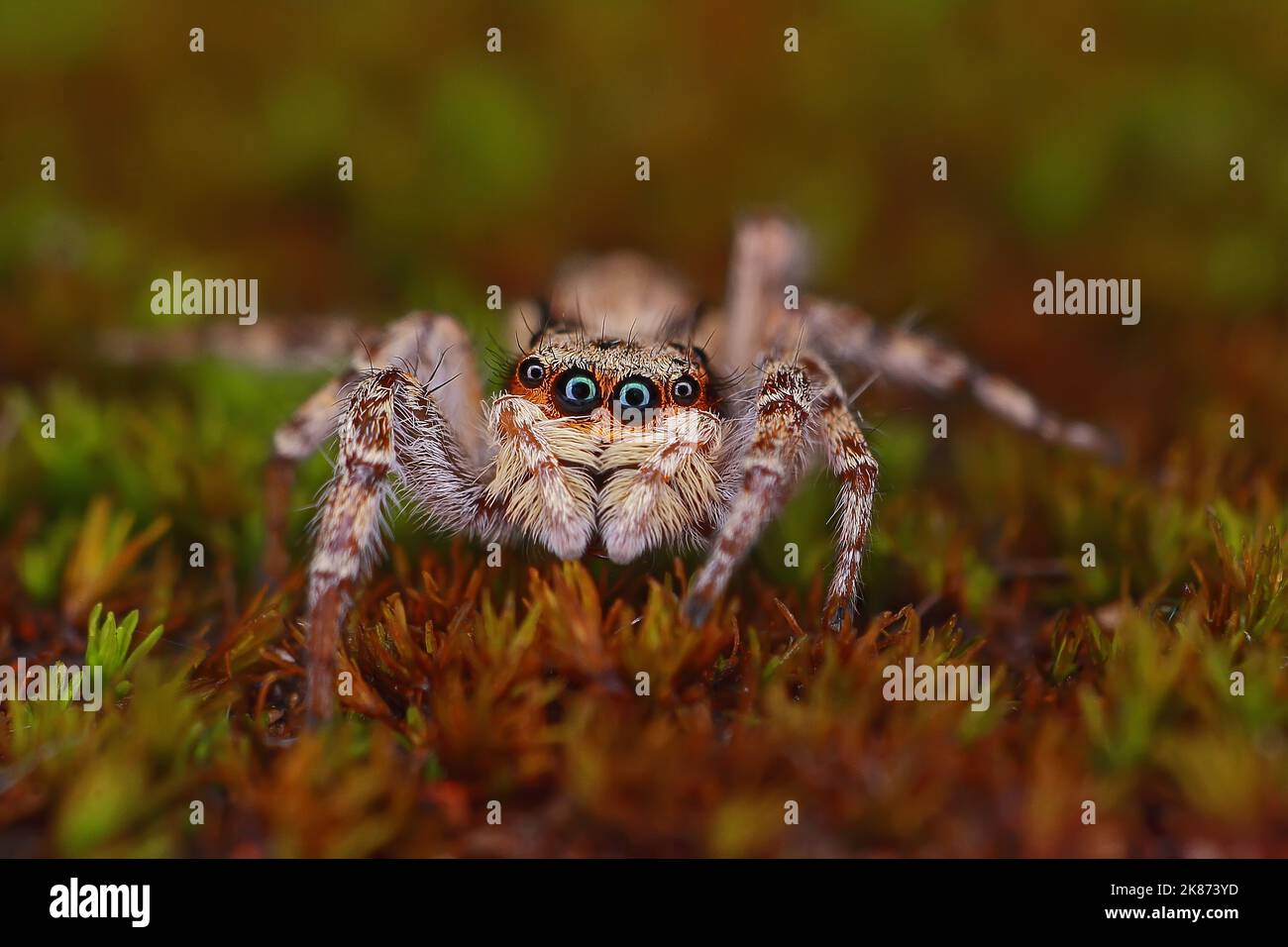 A macro shot of cute little spider walking on green the grass Stock ...