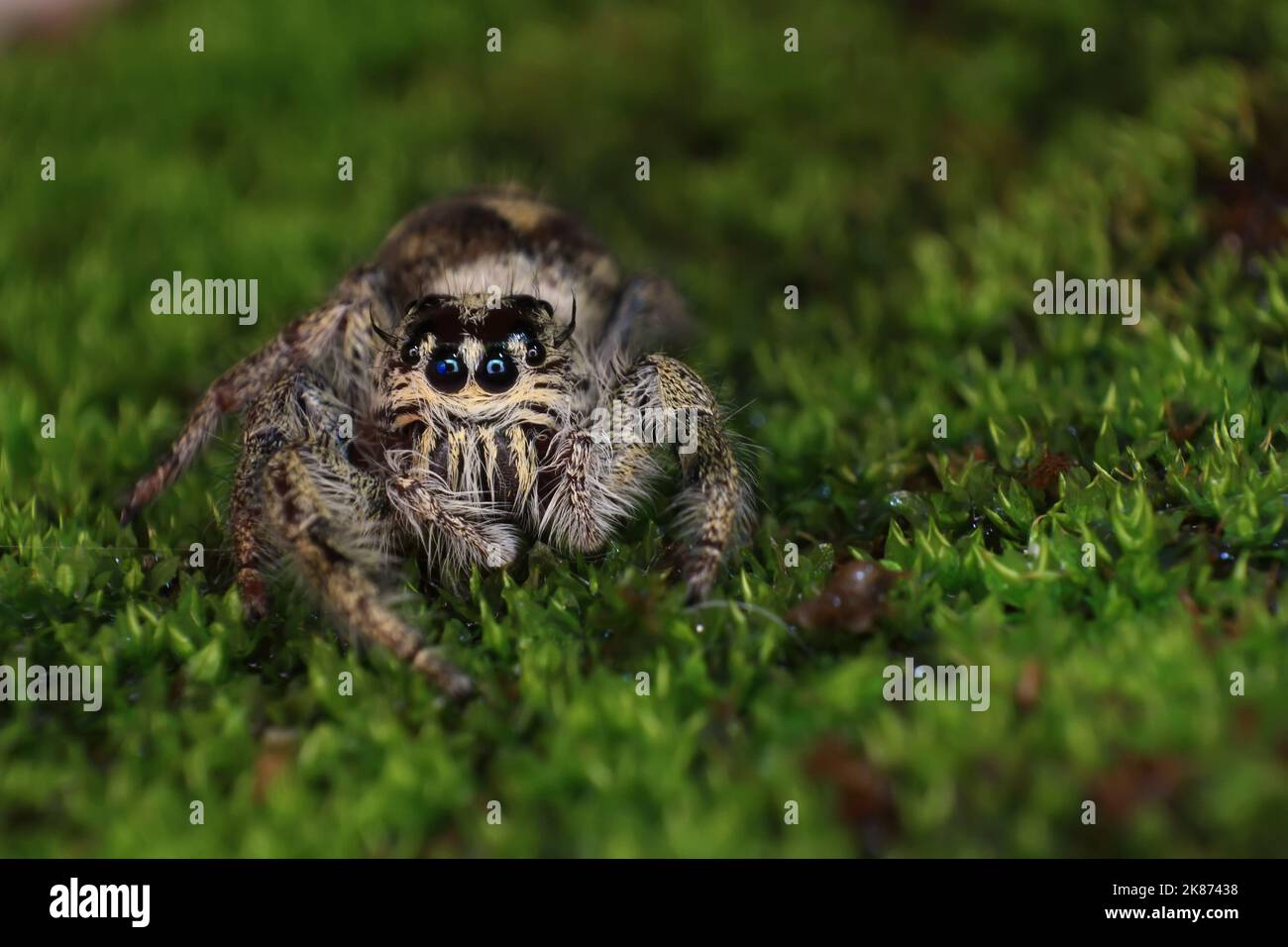 A macro shot of cute little spider walking on the green grass Stock ...