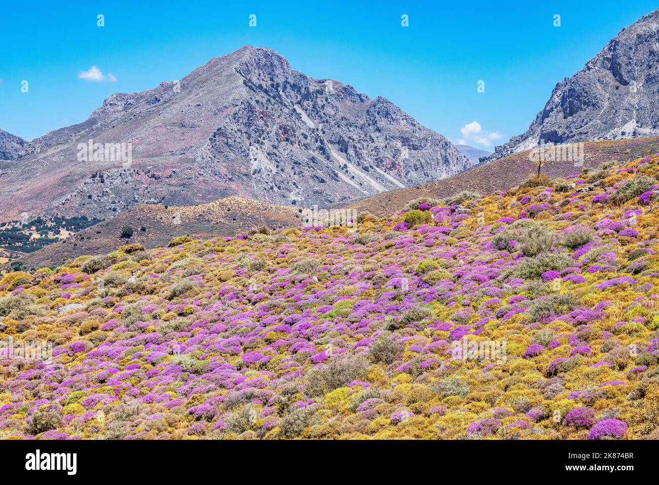 Wild thyme bushes blooming, Kourtaliotiko Gorge, Rethymno, Crete, Greek ...