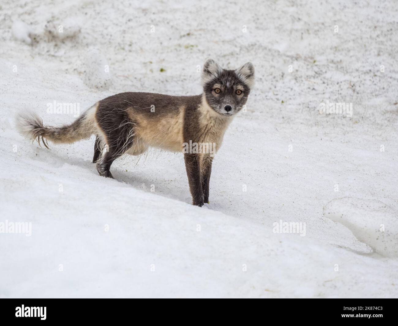 Norway arctic fox hi-res stock photography and images - Alamy