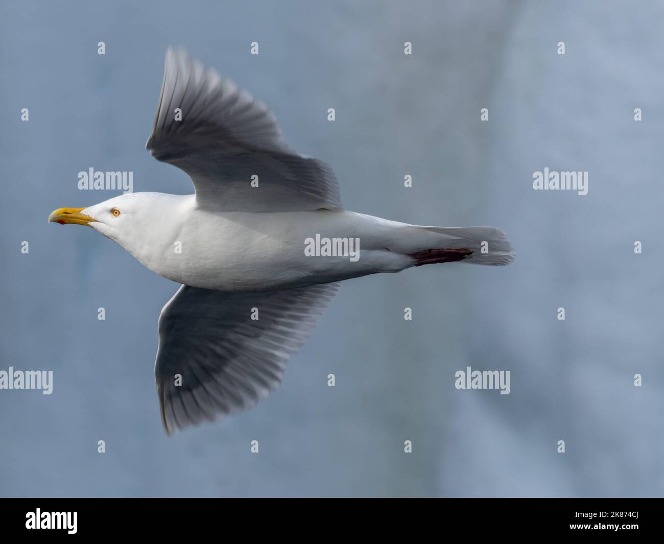Adult glaucous gull (Larus hyperboreus) in flight against snow-covered ...