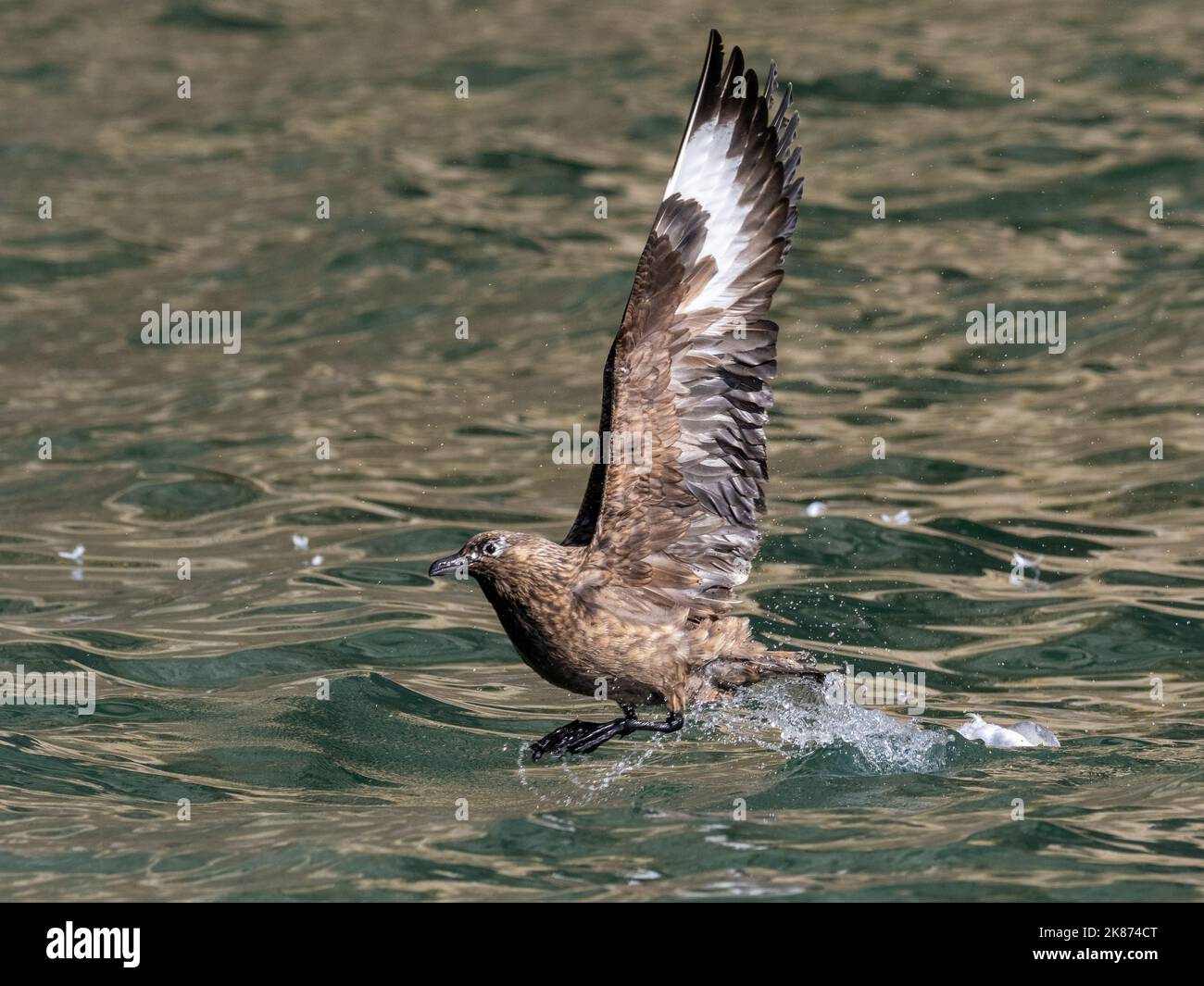 An adult great skua (Stercorarius skua) taking flight at Bjornoya ...