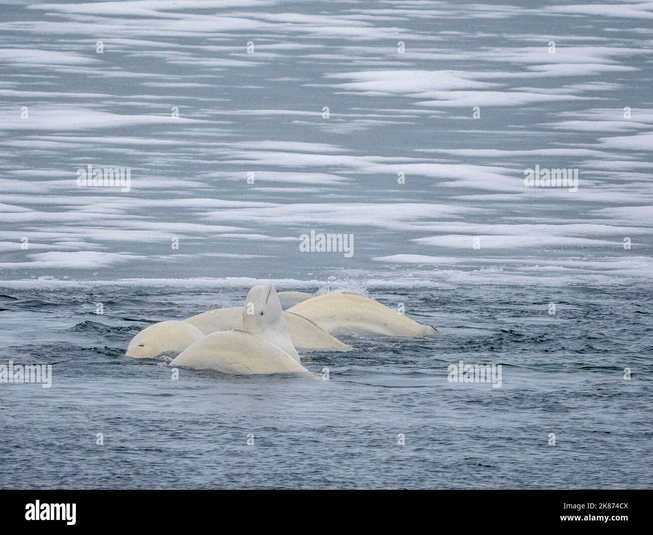 Beluga whales pod hi-res stock photography and images - Alamy